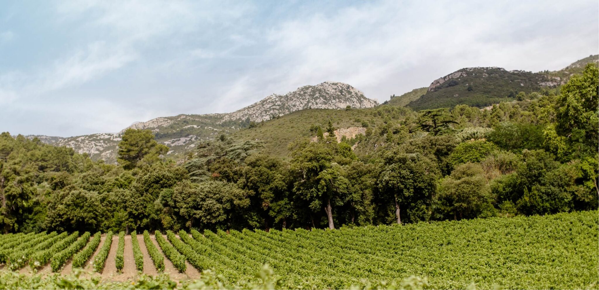 Le domaine - Château Haut Gléon